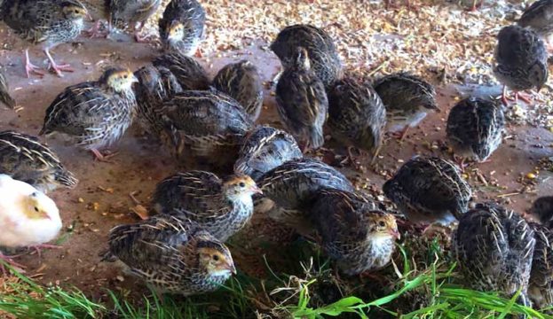 Quail Can Be Perfect Poultry For Those Without Land - Hobby Farms