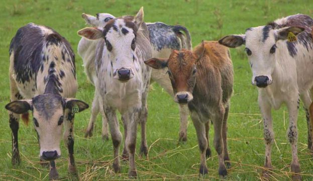 Personable Zebu Cattle Gain Popularity On Homesteads - Hobby Farms