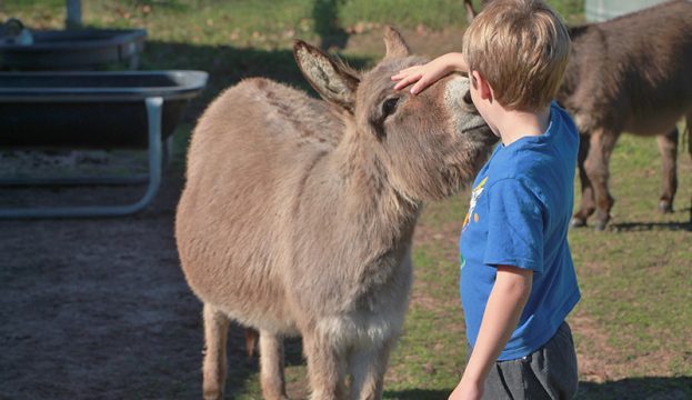 Sicilian Donkeys Get New Home in Texas - Hobby Farms