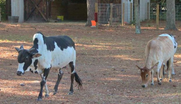 Personable Zebu Cattle Gain Popularity On Homesteads - Hobby Farms