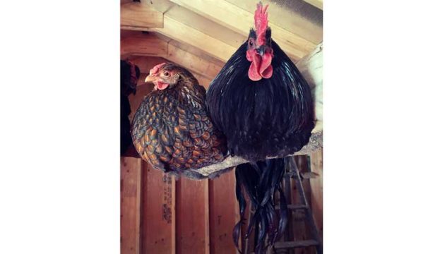 Chickens Convey Humble Healing At The Chicks Next Door - Hobby Farms