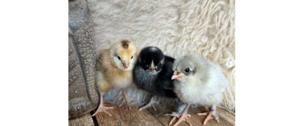 Chickens Convey Humble Healing At The Chicks Next Door - Hobby Farms