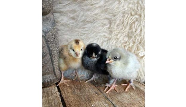Chickens Convey Humble Healing At The Chicks Next Door - Hobby Farms