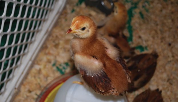 Adding Good Roosters Can Be A Great Decision - Hobby Farms
