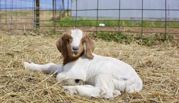 Meat Goats Are Great For Small Farms! - Hobby Farms
