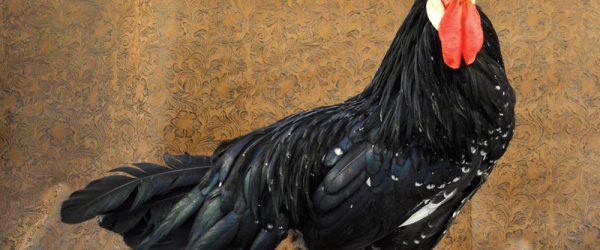 Rare Breed Chickens Satisfy Many Poultry-Raising Needs - Hobby Farms