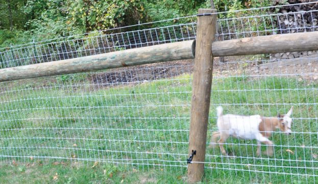 Livestock Fencing 101: Essential Farm Advice - Hobby Farms