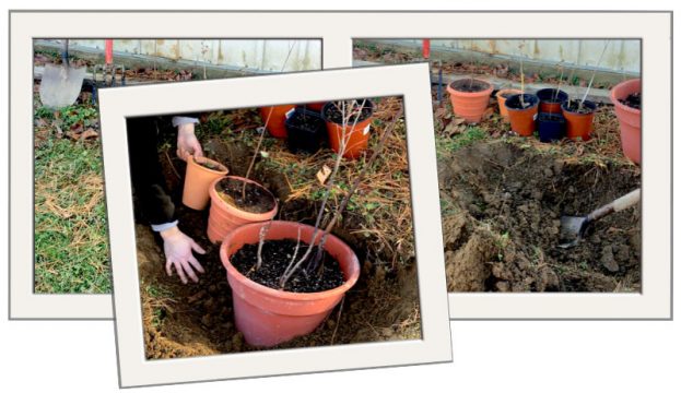 Protect Unplanted Trees And Shrubs From Frost - Hobby Farms