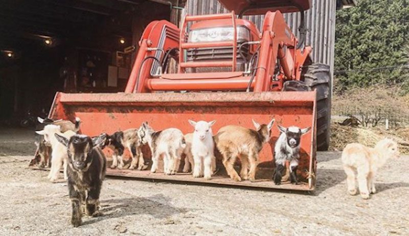 Yellow Point Farms Talks Family, Blueberries & Goat Yoga - Hobby Farms