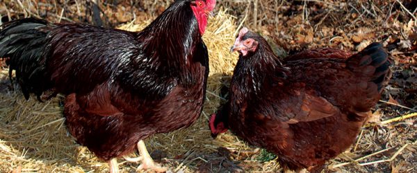 Meet the Alpha Hen: Every Flock Has One - Hobby Farms