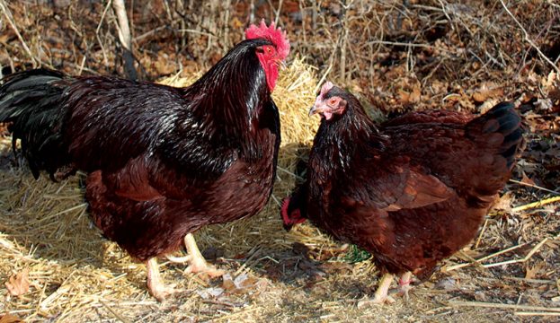 Meet the Alpha Hen: Every Flock Has One - Hobby Farms