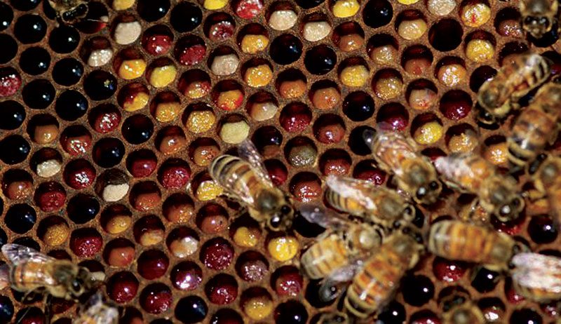 5 Guidelines For Feeding Honeybees - Hobby Farms