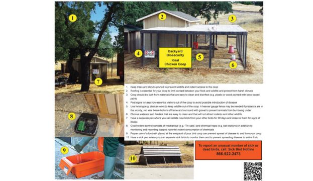 Infographic: Biosecurity Helps Keep Hens Healthy - Hobby Farms