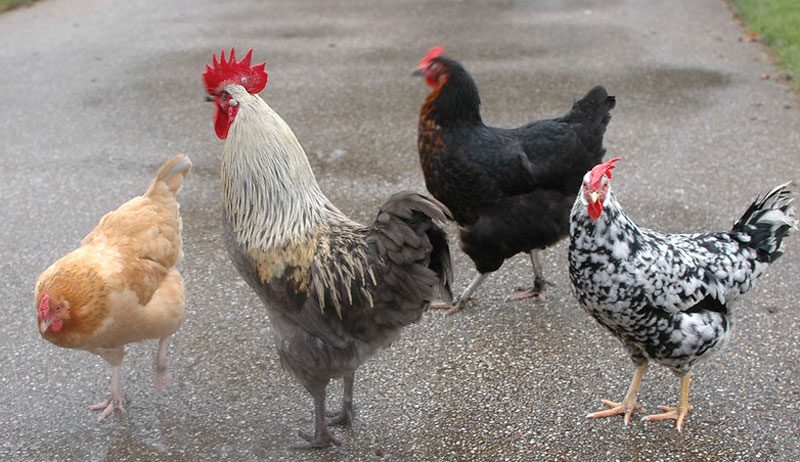 10 Poultry Resolutions For Your Flock In 2020 - Hobby Farms