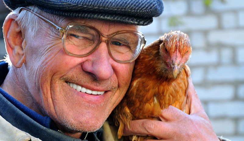 How To Provide Good Care For Chickens As You Get Older - Hobby Farms