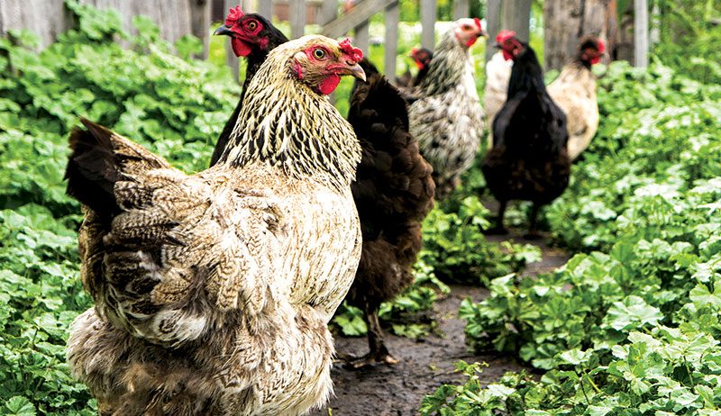 Let Your Chickens Help Winterize Your Garden - Hobby Farms