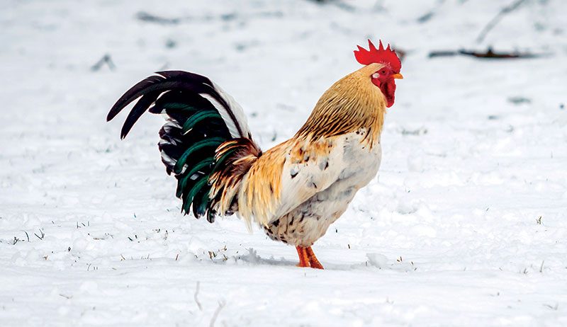 A Guide To Caring For Chickens In Cold Weather - Hobby Farms