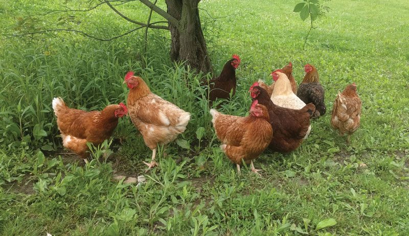 4 Tips For Selling Eggs At The Farmers Market - Hobby Farms