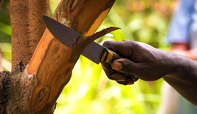 Grow Your Own Cinnamon for Flavor & Health Benefits - Hobby Farms