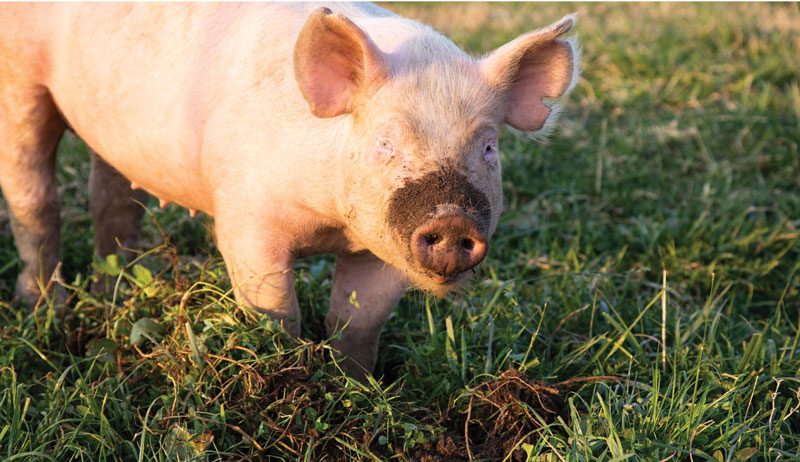 Animals Heal The Land In Regenerative Agriculture - Hobby Farms