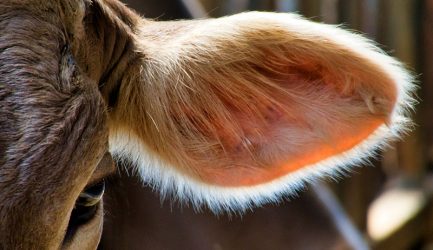 How Do Sight And Hearing Affect Farm Animal Behavior? - Hobby Farms