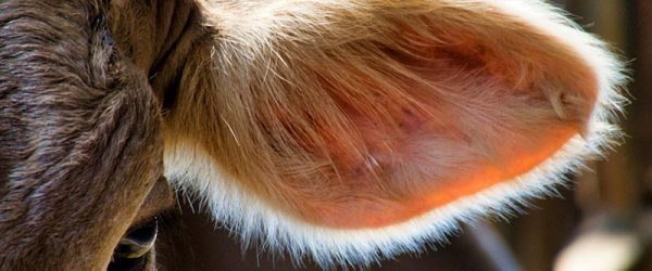 How Do Sight And Hearing Affect Farm Animal Behavior? - Hobby Farms
