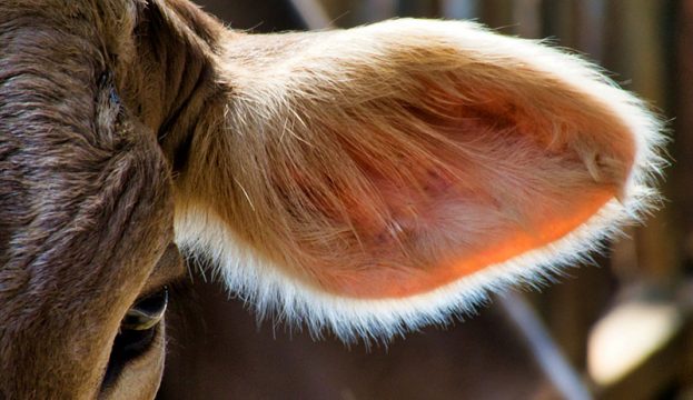 How Do Sight And Hearing Affect Farm Animal Behavior? - Hobby Farms