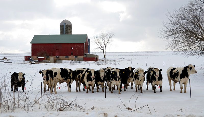 6 Tips on Barn Ventilation to Protect Livestock in Winter - Hobby Farms