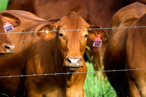 Get to Know the Droughtmaster Cattle Breed - Hobby Farms