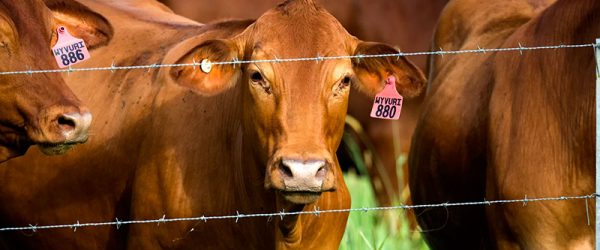 Get to Know the Droughtmaster Cattle Breed - Hobby Farms