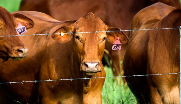 Get to Know the Droughtmaster Cattle Breed - Hobby Farms