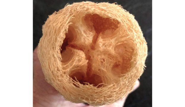 How to Grow Luffa Gourds (Loofa Plant) for Pleasure and Profit – Hobby ...