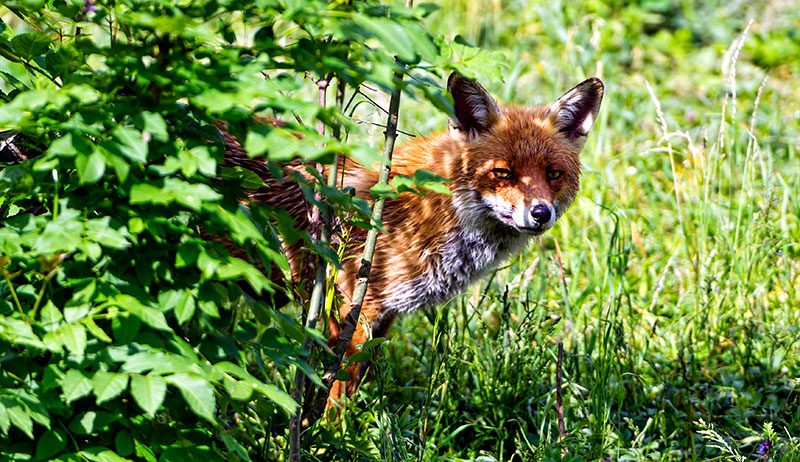 Chicken Predator Identification Guide: Predator CSI - Hobby Farms