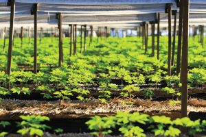 Grow Ginseng, A Medicinal (And Profitable) Crop - Hobby Farms