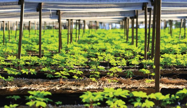 Grow Ginseng, A Medicinal (And Profitable) Crop - Hobby Farms