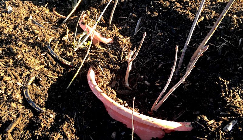 Protect Unplanted Trees And Shrubs From Frost - Hobby Farms