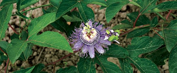 Healing Herbs: 7 Herbal Sleep Remedies - Hobby Farms