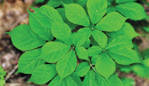 Grow And Use These 7 Herbs For Stress Relief - Hobby Farms