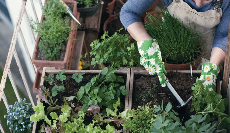Start An Herb Garden With These Herbal Basics - Hobby Farms