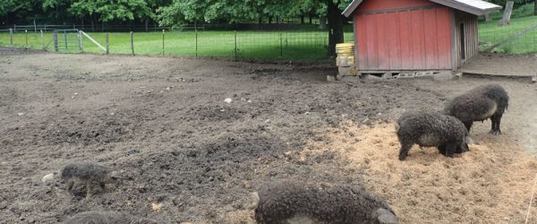 An Old World Wonder: Visiting Jacobs Heritage Farm - Hobby Farms