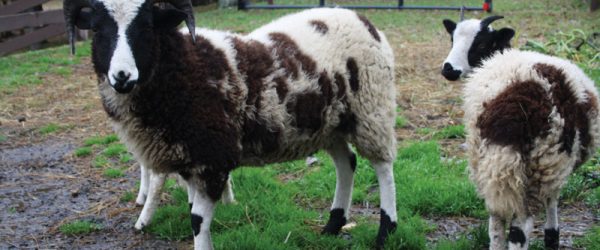 An Old World Wonder: Visiting Jacobs Heritage Farm - Hobby Farms