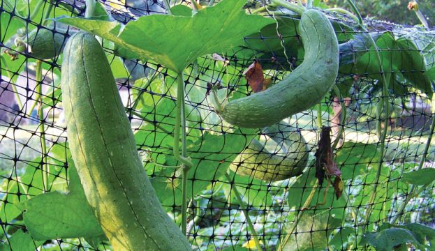 How to Grow Luffa Gourds (Loofa Plant) for Pleasure and Profit – Hobby ...