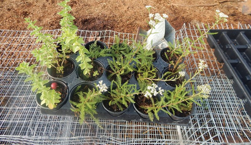 Plant Starts Get Your Garden Going Sooner - Hobby Farms