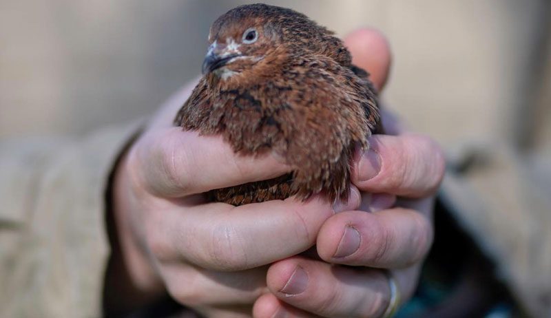 Meet the Adorable Quail Running Around Alchemist Farm - Hobby Farms