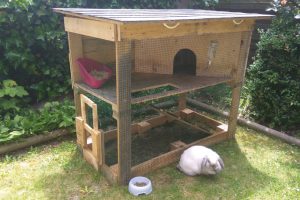 Rabbit Care Tips For Chicken Keepers - Hobby Farms