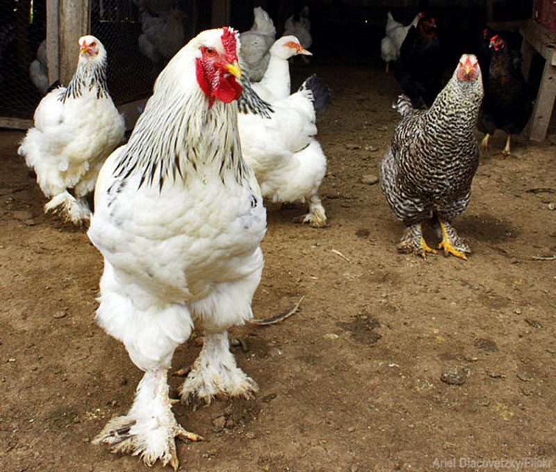 20 Real-Life Funny Chicken Stories – Hobby Farms