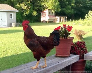 20 Real-Life Funny Chicken Stories – Hobby Farms