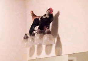 20 Real-Life Funny Chicken Stories – Hobby Farms
