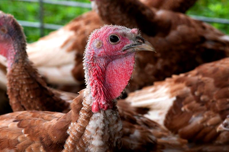 How to Find a Responsibly Raised Turkey - Hobby Farms