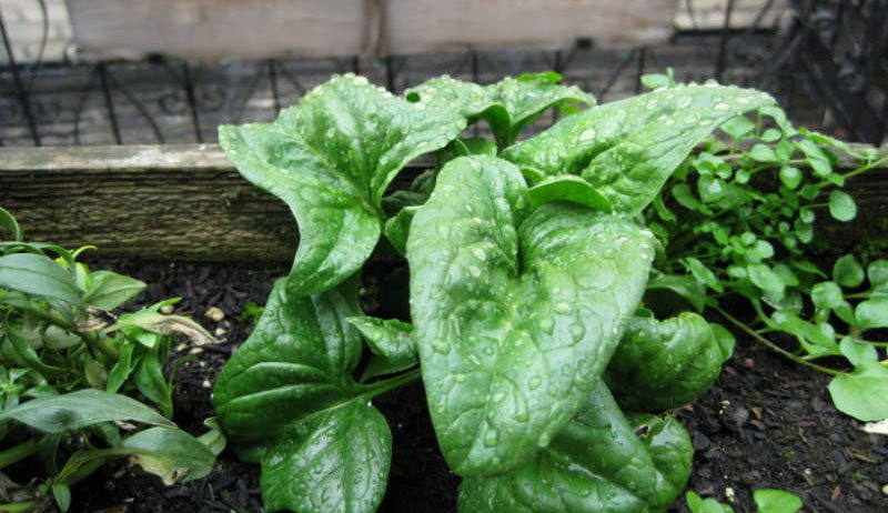 Get to Know Your Greens: The Spinach Edition - Hobby Farms